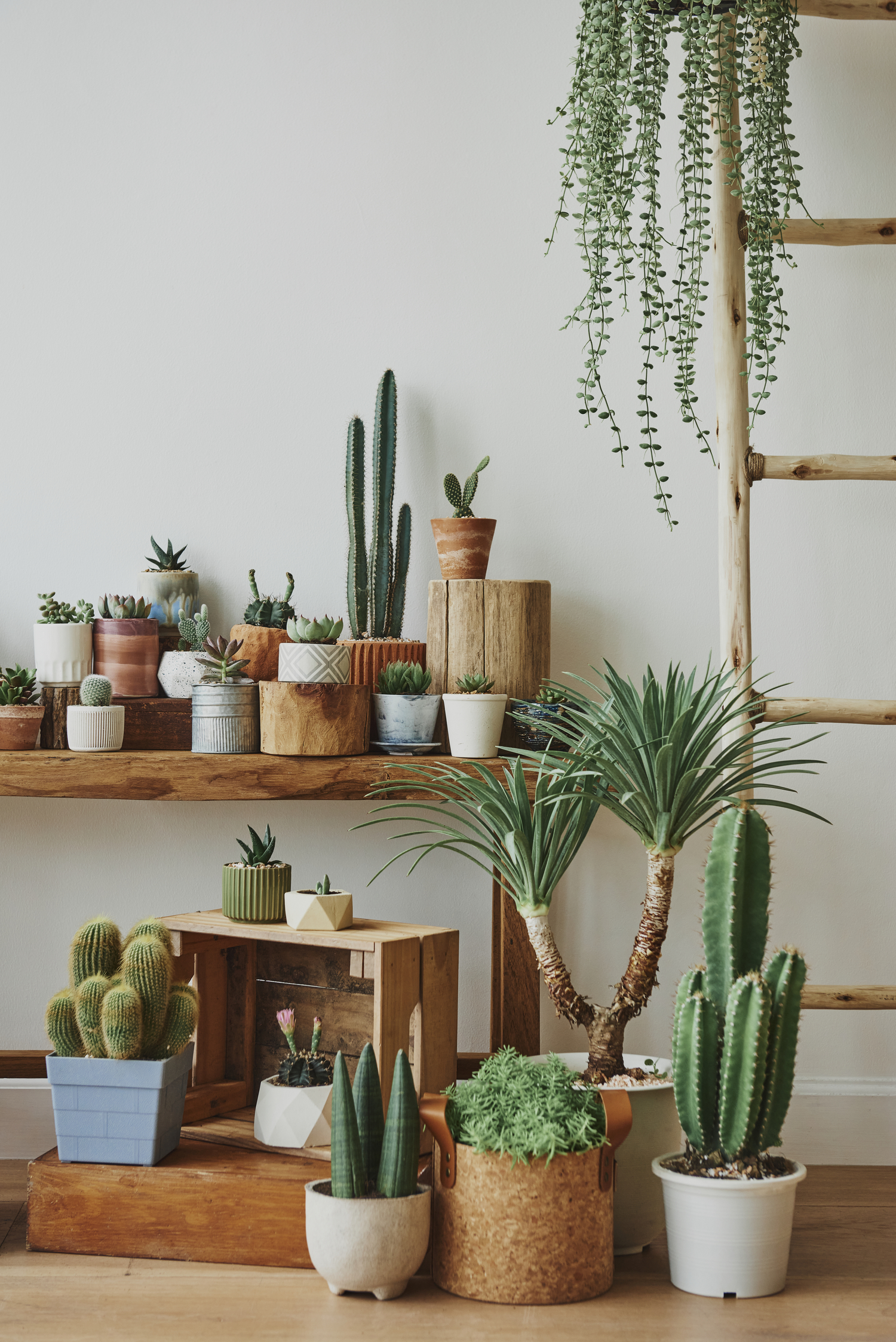 10 Easy Ways to Hide Ugly Plant Pots - Mindful of the Home